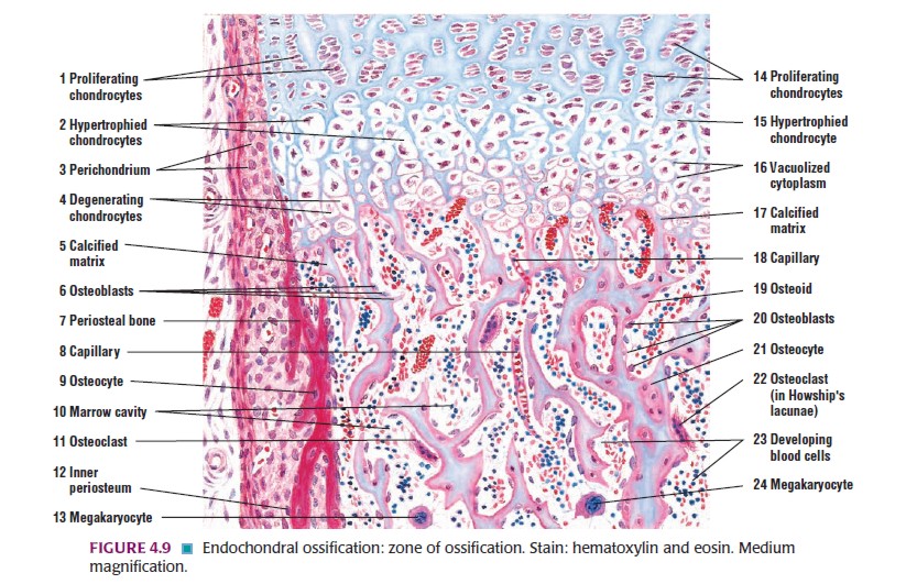 Histologi:Jaringan Tulang dan Kartilago | BlogK Putih