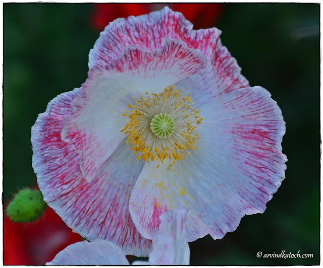 Center of a Beautiful White Flower with red lines at border