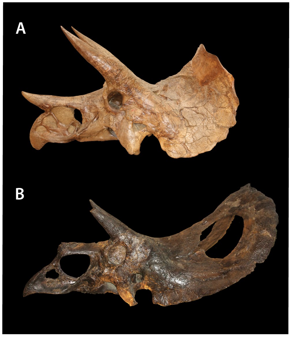 Mesozoic Musings at Jurassic Forest: 2013
