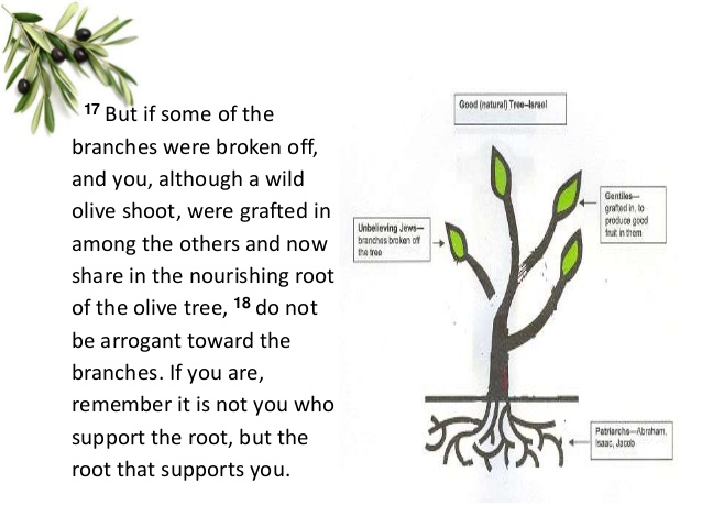 Walking in the Light : Romans 11 – God’s Future Plans