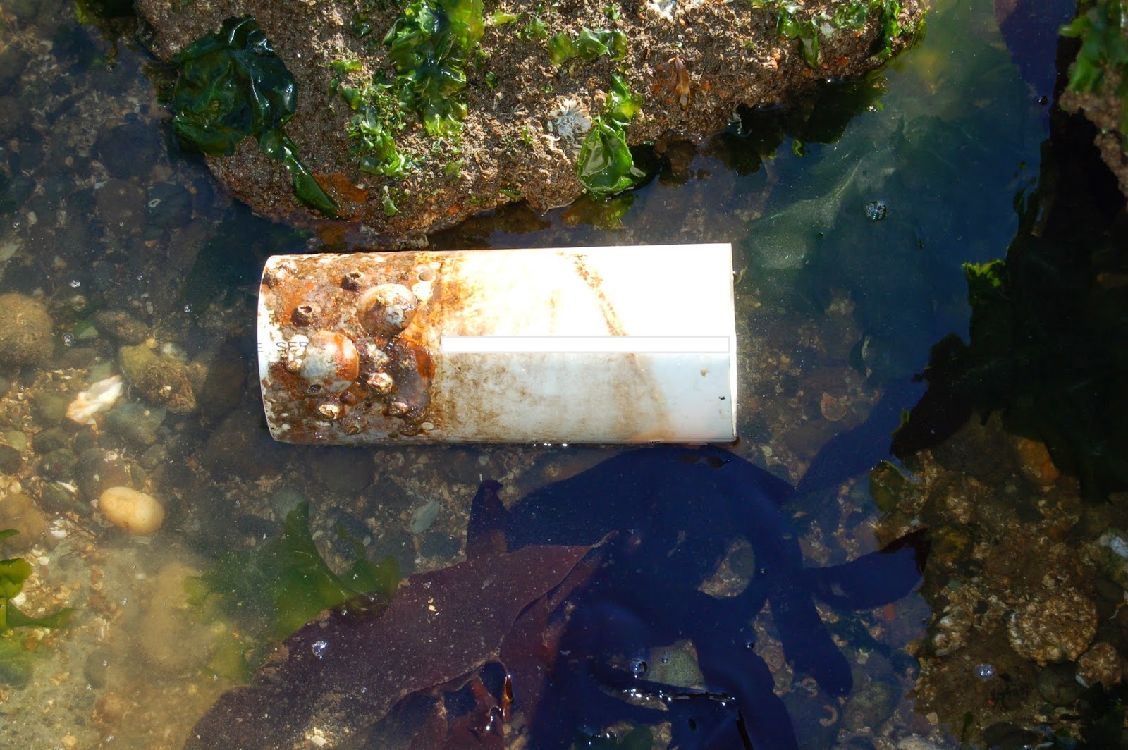 Protect Our Shoreline News: Pierce County SMP Update: Shellfish ...