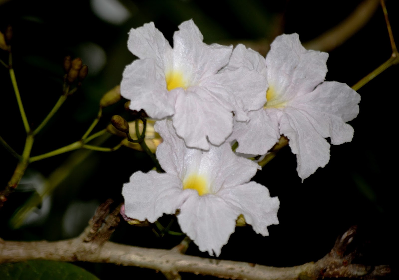 The Kambatik Park, Bintulu.: Flowering at the park - Poui tree