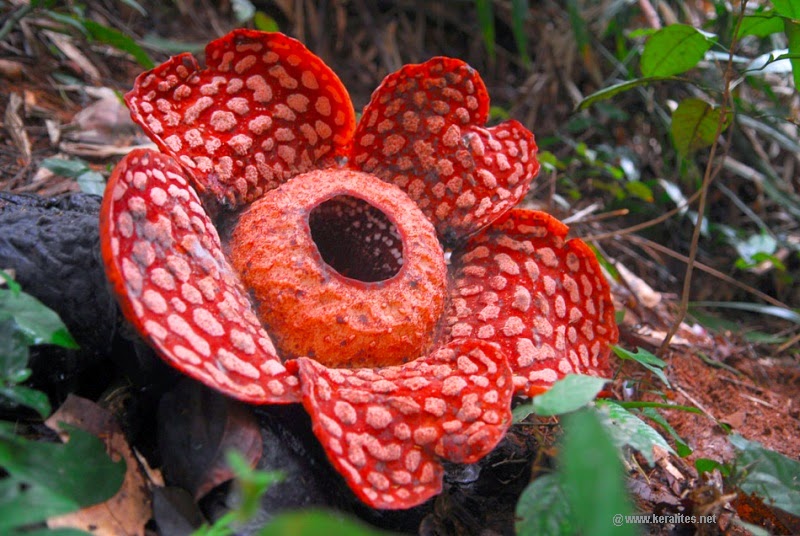 Giant Rafflesia - Largest flower in the world