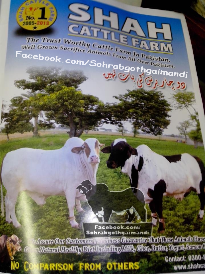 Sohrab Goth Gai Mandi Photos Gallery: Shah Cattle Farm 2013