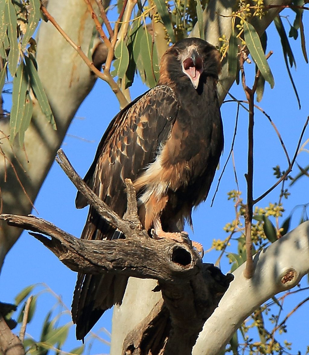Richard Waring's Birds of Australia: Black-breasted Buzzards - a pair ...