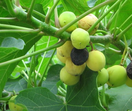 Tanaman Jarak, Bermanfaat Untuk Kesehatan pada Akar, Daun dan Bijinya ...