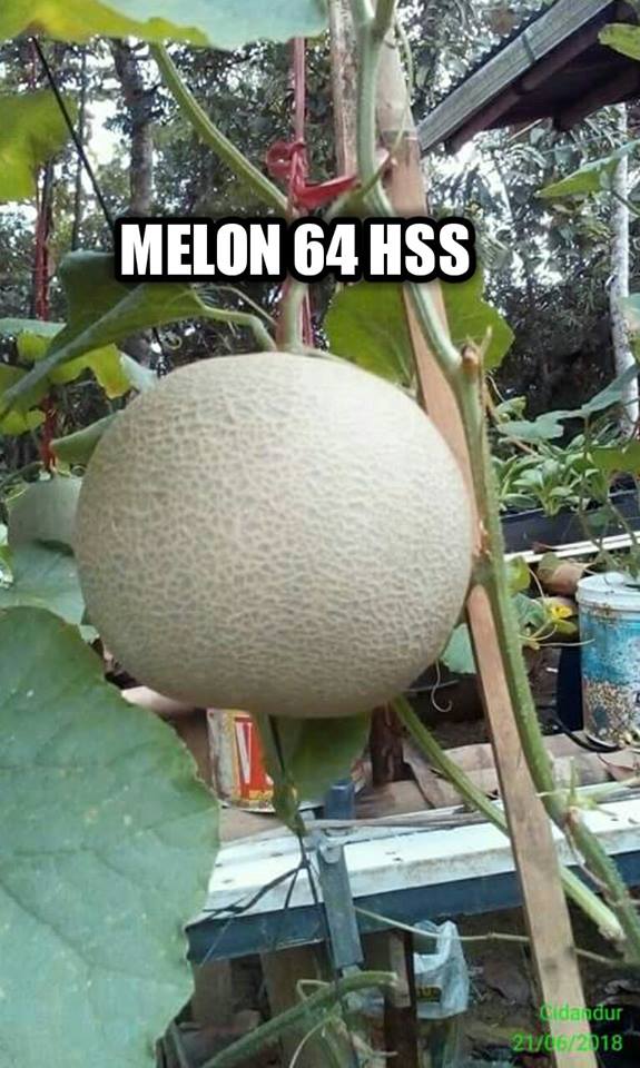 Kebun Dzikri: Ciri-ciri Bunga Jantan Dan Betina Pada Tanaman Melon dan ...