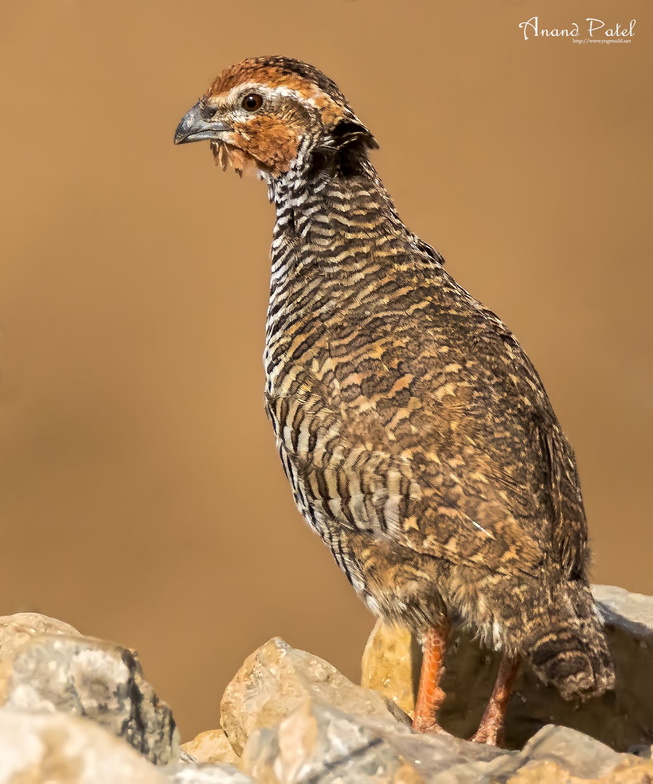 Jungle Bush Quail | YuGWoRLD