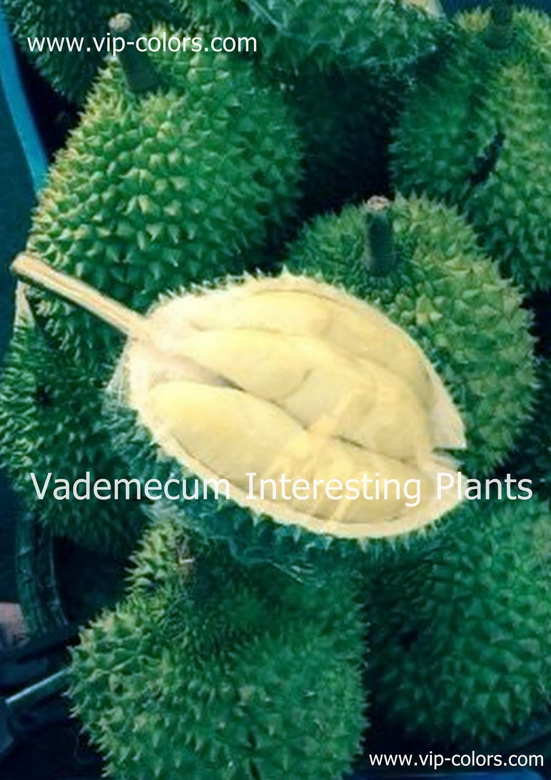 Vademecum Interesting Plants: Durio zibethinus - Durian właściwy - Doerian