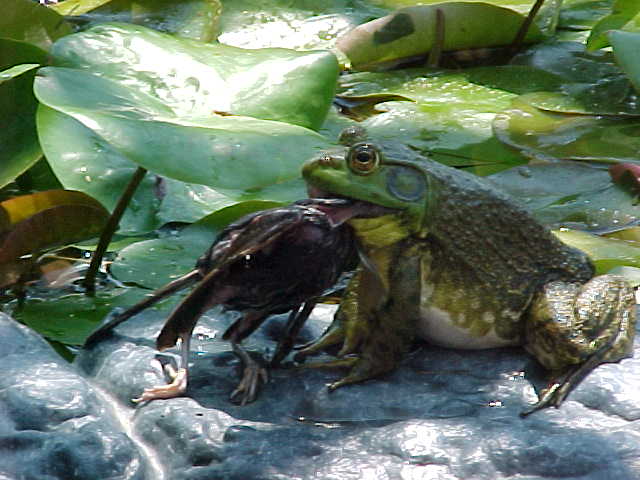 What is happening to the world's amphibians?: Invasive species