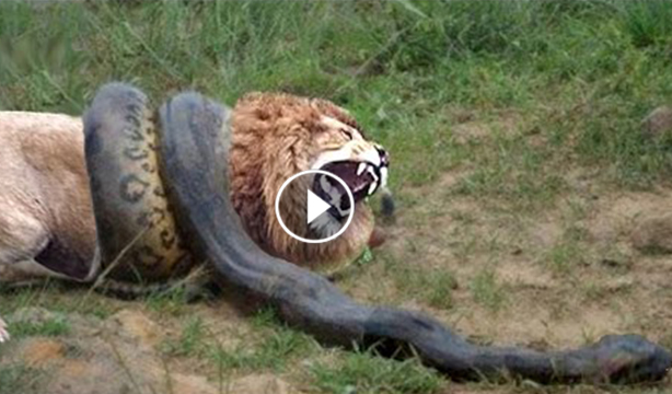 KIng Lion Fghting Snake | AMAZING ANIMAL