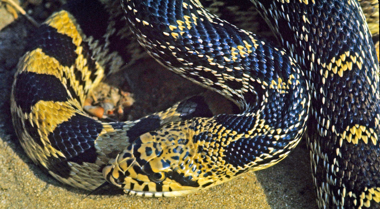 Serpent Research: River valleys and snake genetics