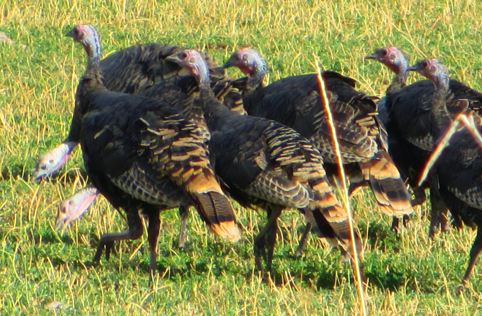 Cannundrums: Rio Grande Wild Turkey