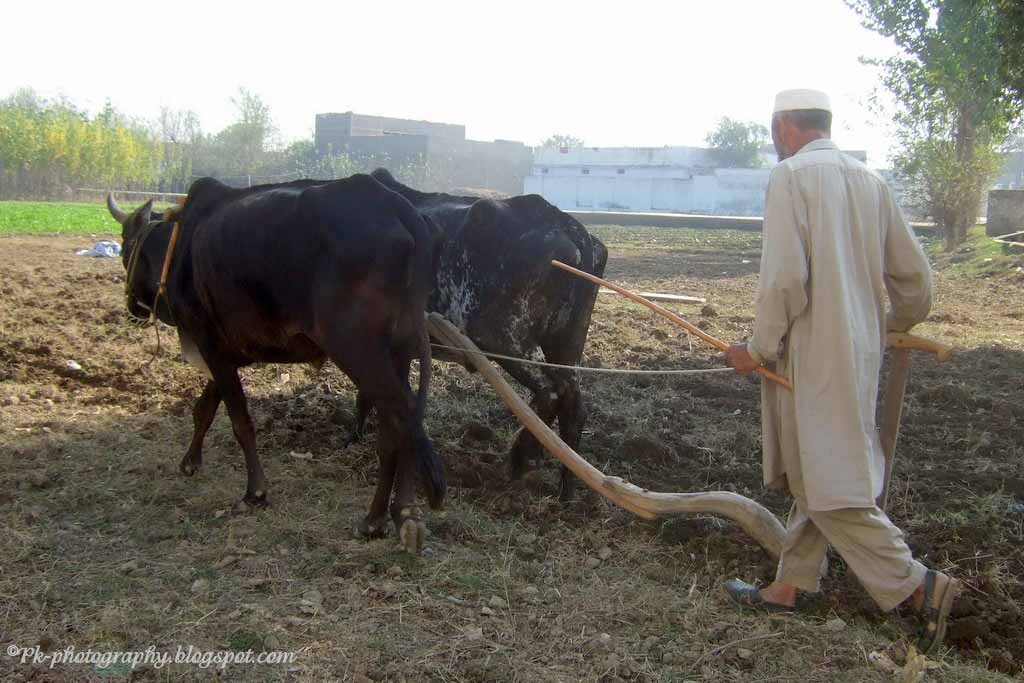 Ploughing With Oxen | Nature, Cultural, and Travel Photography Blog