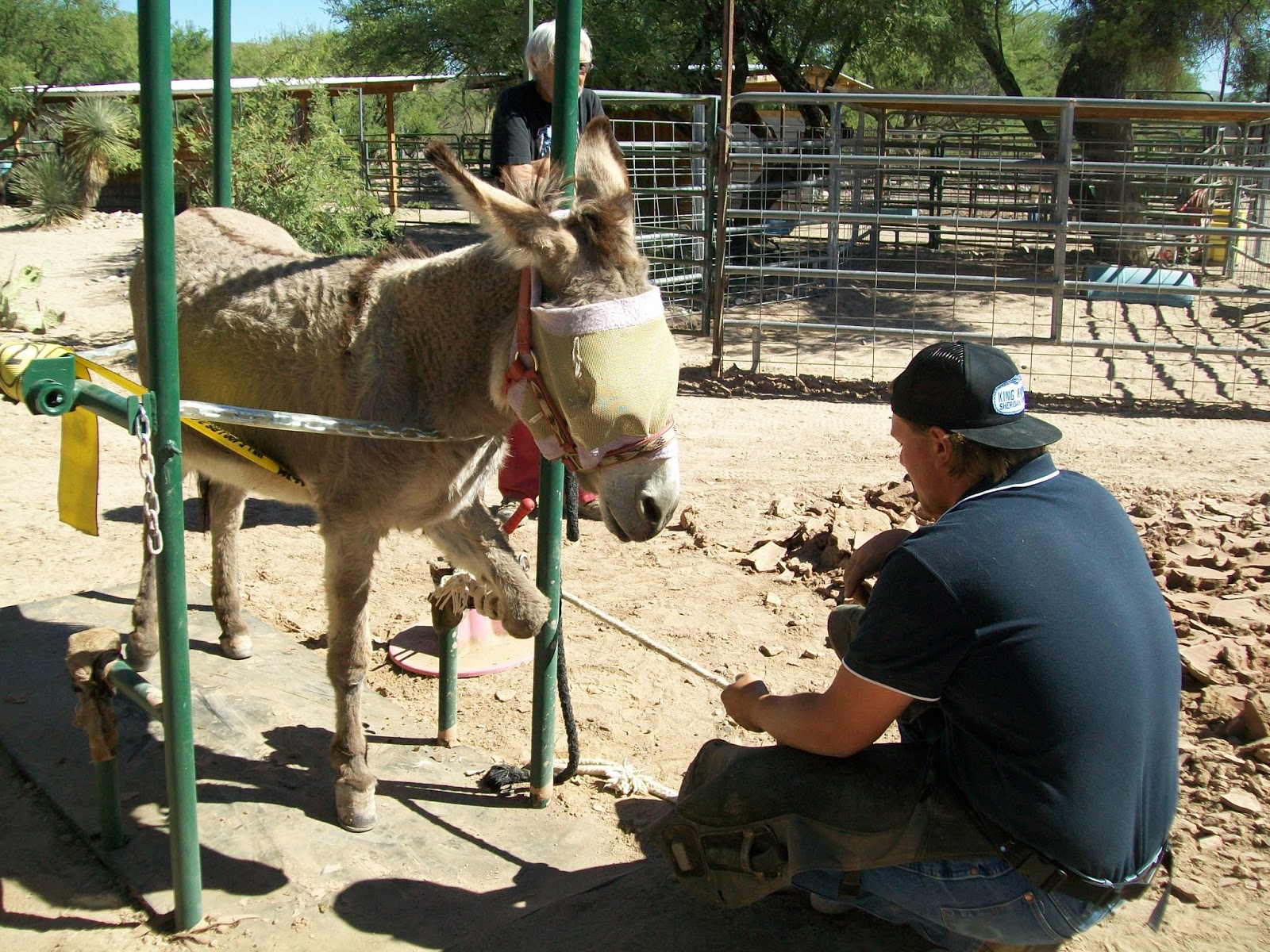 Forever Home Donkey Rescue: WHEN BORED JUST GO OUT AND TROMP THRU THE ...