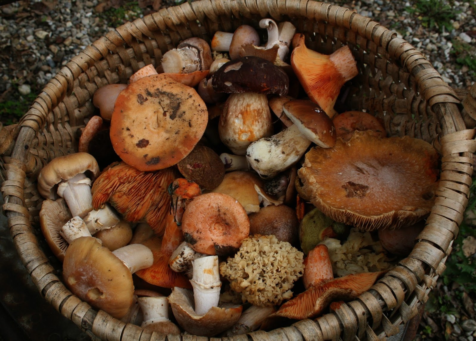 HIŠA Z VRTOM: GOBE ZA ZIMSKE DNI