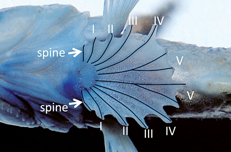 Spesies Baru dari Ikan Gobi Ditemukan di Maluku - Biologizone
