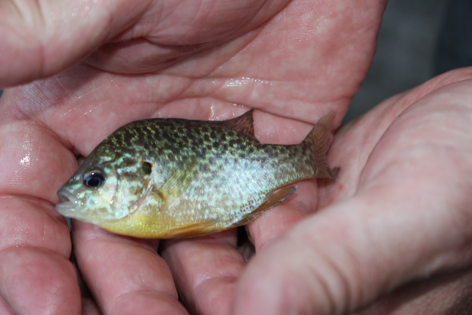 Vifs et Calicoba interdit ...