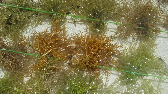 Panduan Lengkap Cara Budidaya Rumput Laut Metode Long Line - Jual ...