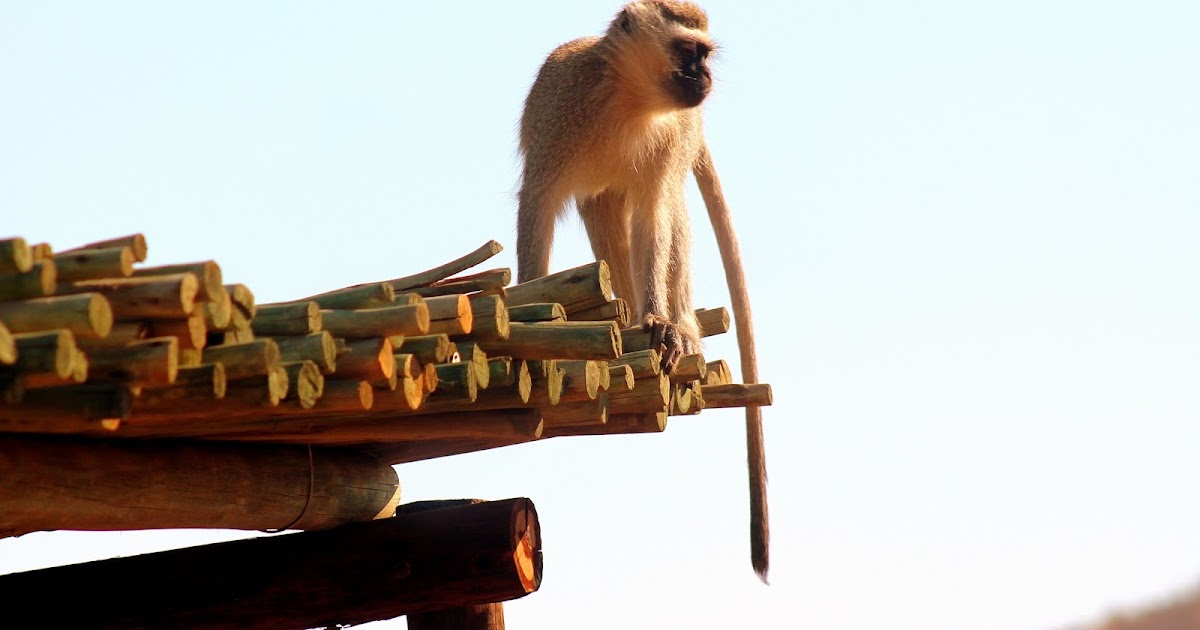 Rustelose Suid-Afrikaner: Die Juffrou en die Ranger