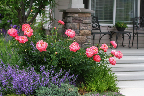 VW Garden: Giant Peonies and Floriferous Dogwoods