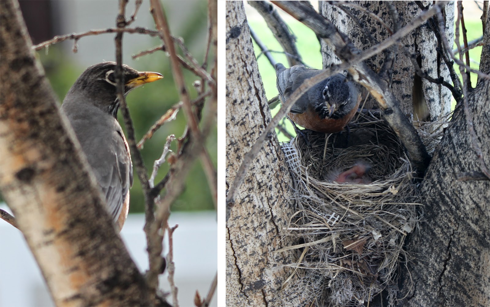 BARE RECORD OF TRUTH: 259: A NEW BEGINNING: A LIVING PARABLE IN "REALTIME"