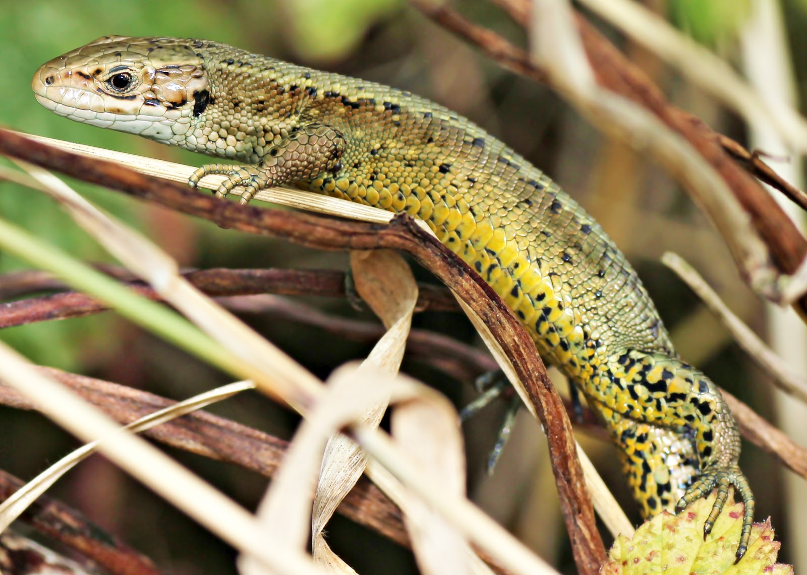 Steve's Birding And Wildlife Blog.: September 2012