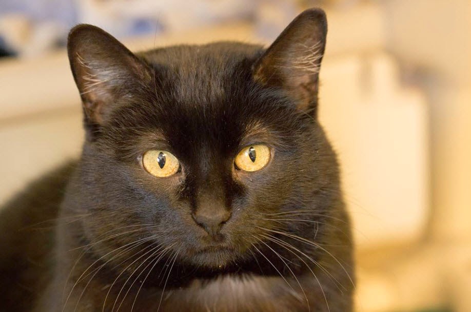 Welcome to CCS!: Black Cats – Color Variations