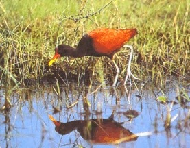 EL MAJESTUOSO RIO PARANA: FAUNA DEL DELTA DEL PARANA