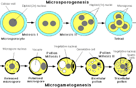 Perbedaan Antara Mikrosporogenesis dan Megasporogenesis