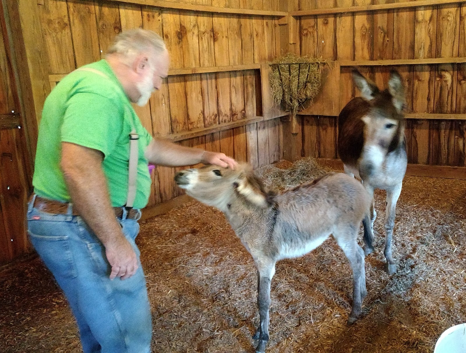 Our Tiny Farm NC in Western NC: Pictures of Our Mini-Donkeys