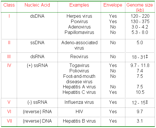 Evolution of virus- Is it fitting right?