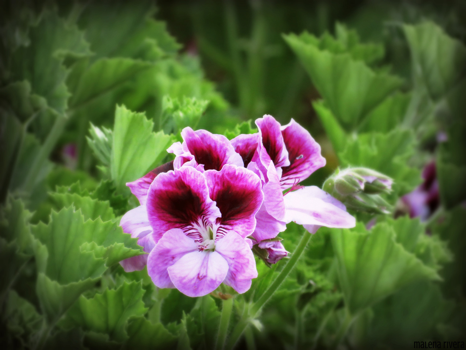 La vida según Male: Arequipa en flores (parte I)