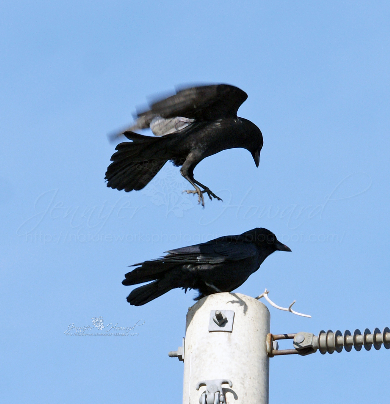 Nature Works Photography: Common Crows mating & attracting a mate March 24