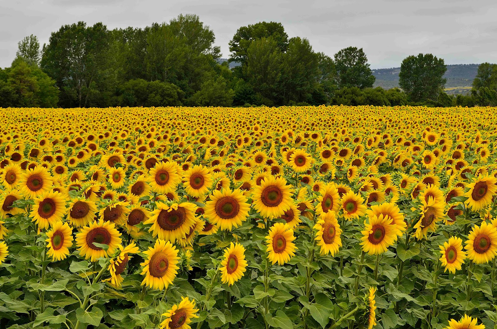 JUAN GONZÁLEZ DEL PRADO: UNAS DE GIRASOLES