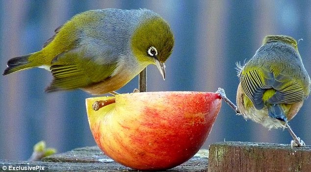 The really Angry Birds: Cross-eyed creatures look like they've just ...