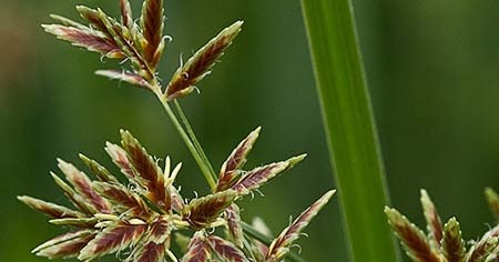 ECOHUERTO DE FANTASIA: Juncia (Cyperus esculentus L.)