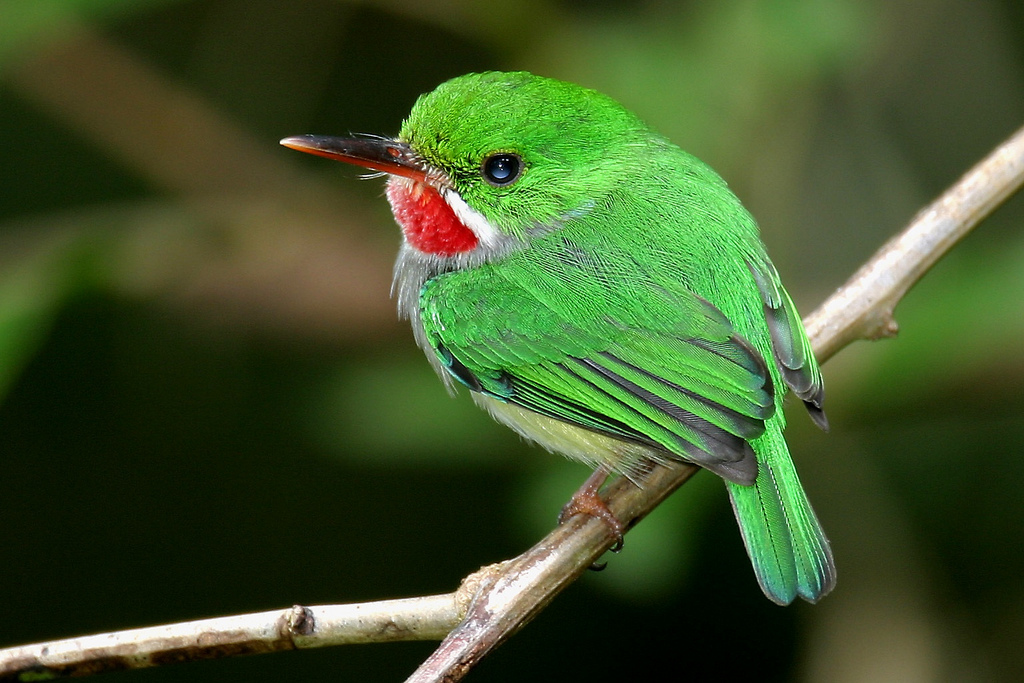 La Geografía de Puerto Rico: su Fauna