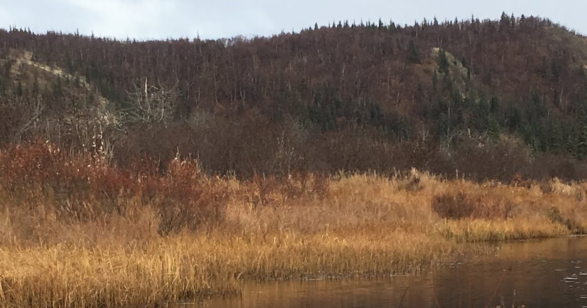 My Journey: Setting Beaver Traps