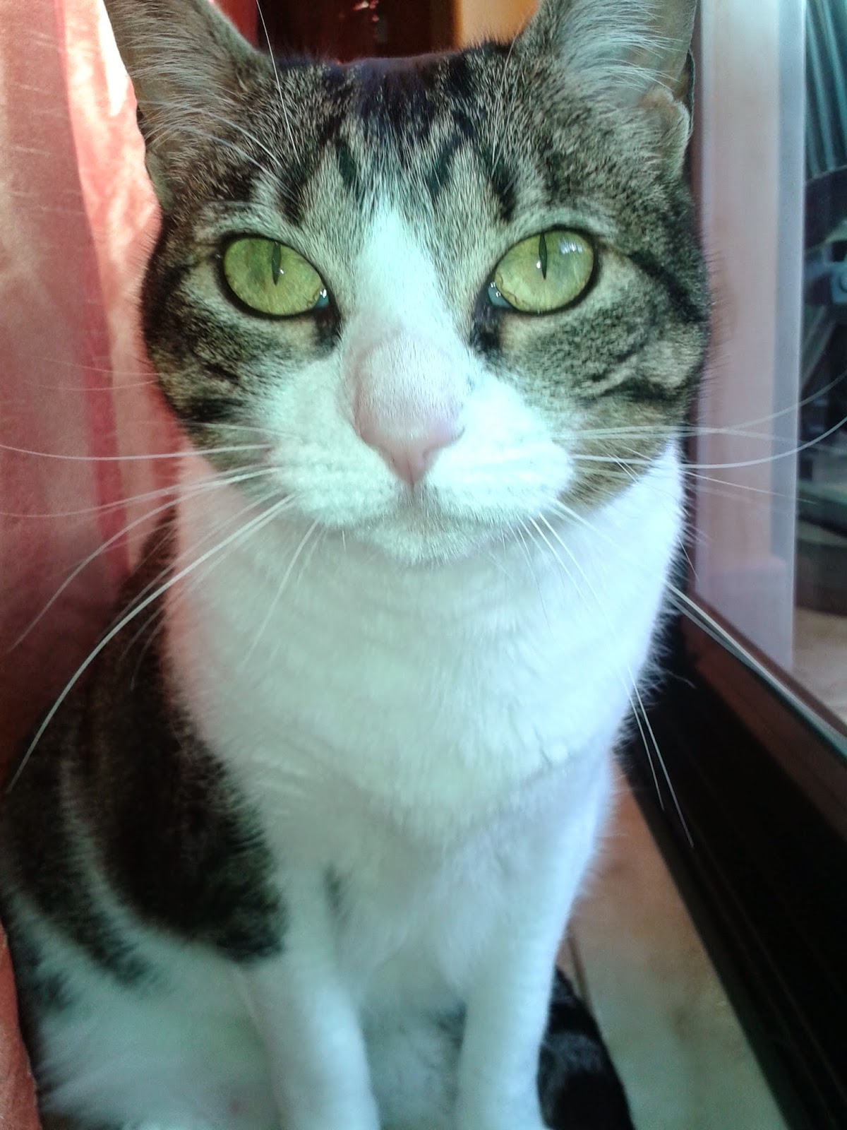 A mais bela das gatas...