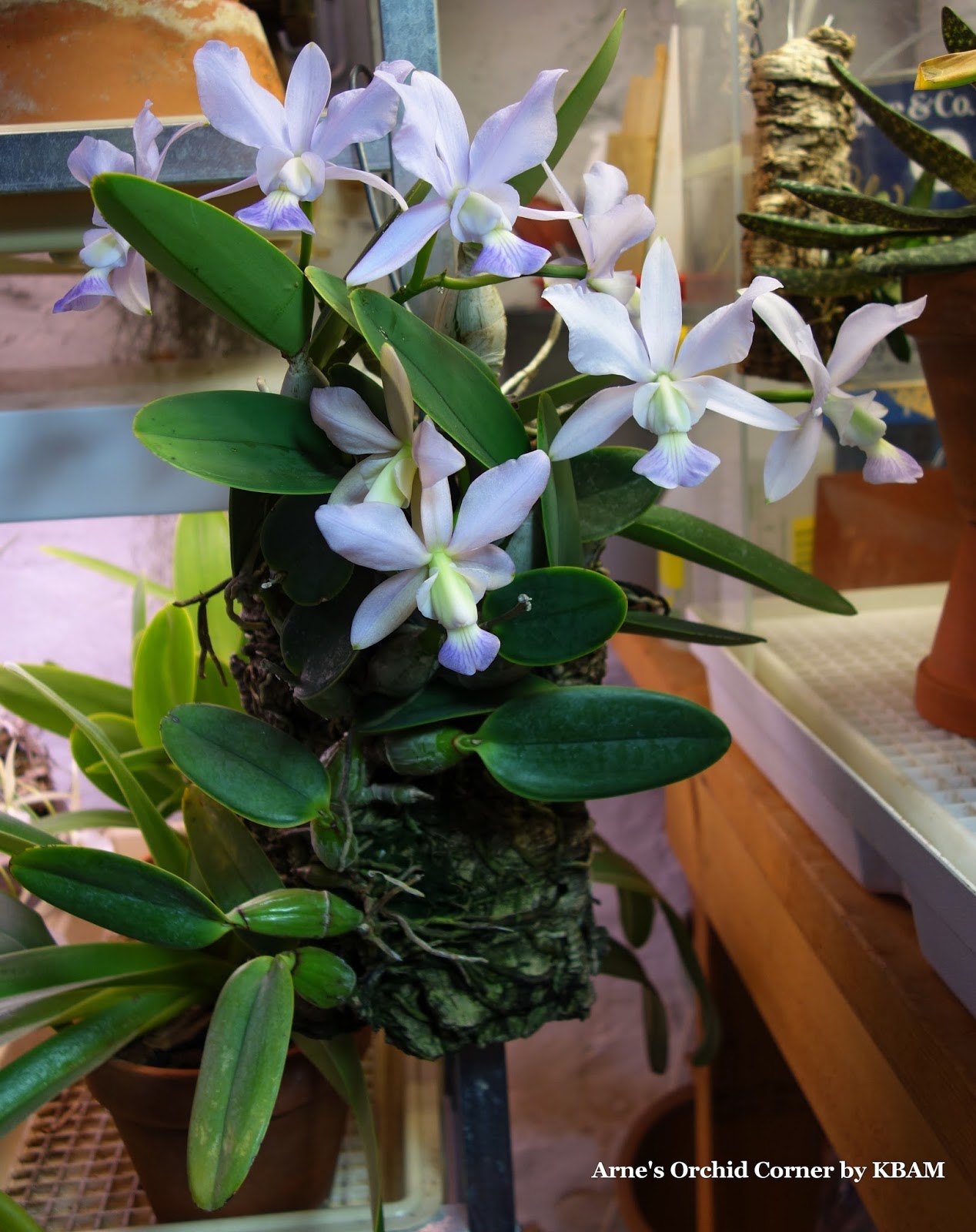 Arne's Orchid Corner: Orchid of the day: Cattleya walkeriana coerulea