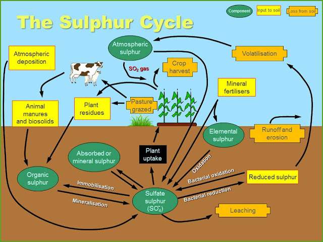 All about microbes!: Biogeochemical cycles