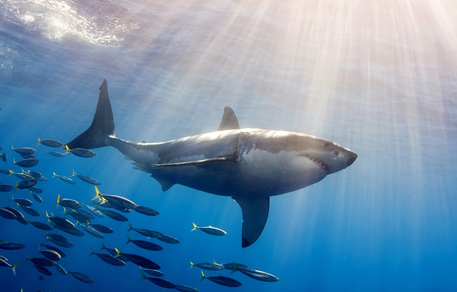 Squalus Carcharias: Le Grand Requin Blanc