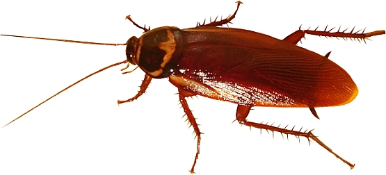 Cockroaches named the strongest living creature in the world