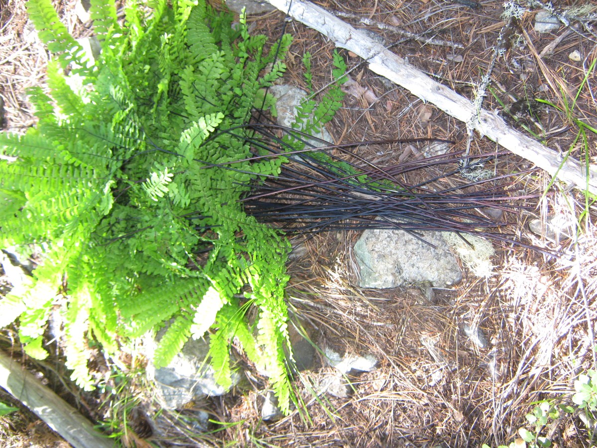 Making a Ceremonial Basket Cap: Gathering Black Fern