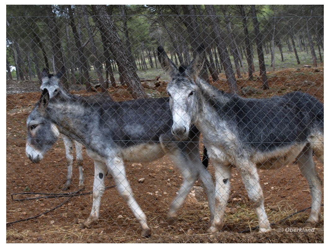 Rutas de senderismo por Andalucía: Sierras Subbéticas Cordobesas ...