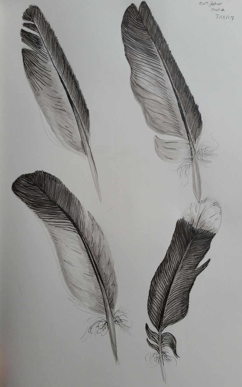 Sketch of the Week: New Feather Studies 2