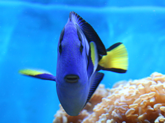 Life of Blue Tang - Life of Sea