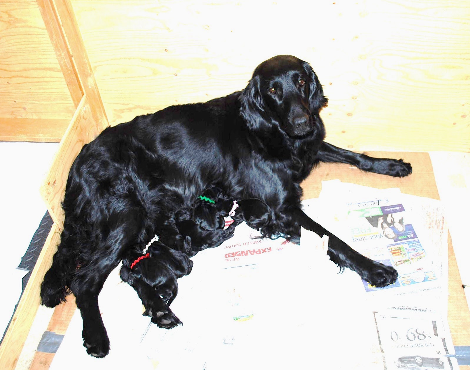FLEETWING FLAT-COATED RETRIEVERS: Puppies Arrive!