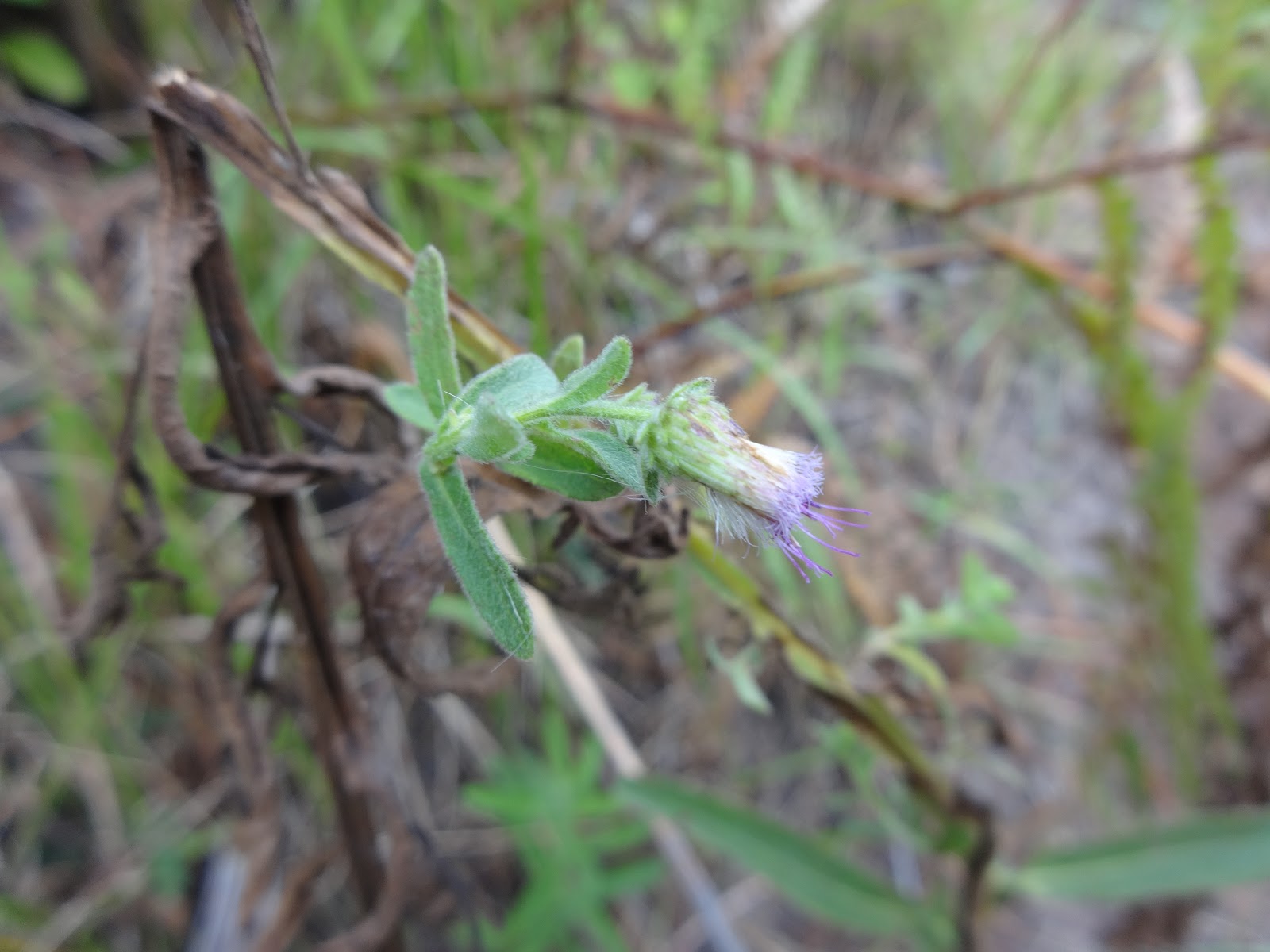 Herbs from Distant Lands: Laggera alata - Winged-Stem Laggera, Liu Leng ...